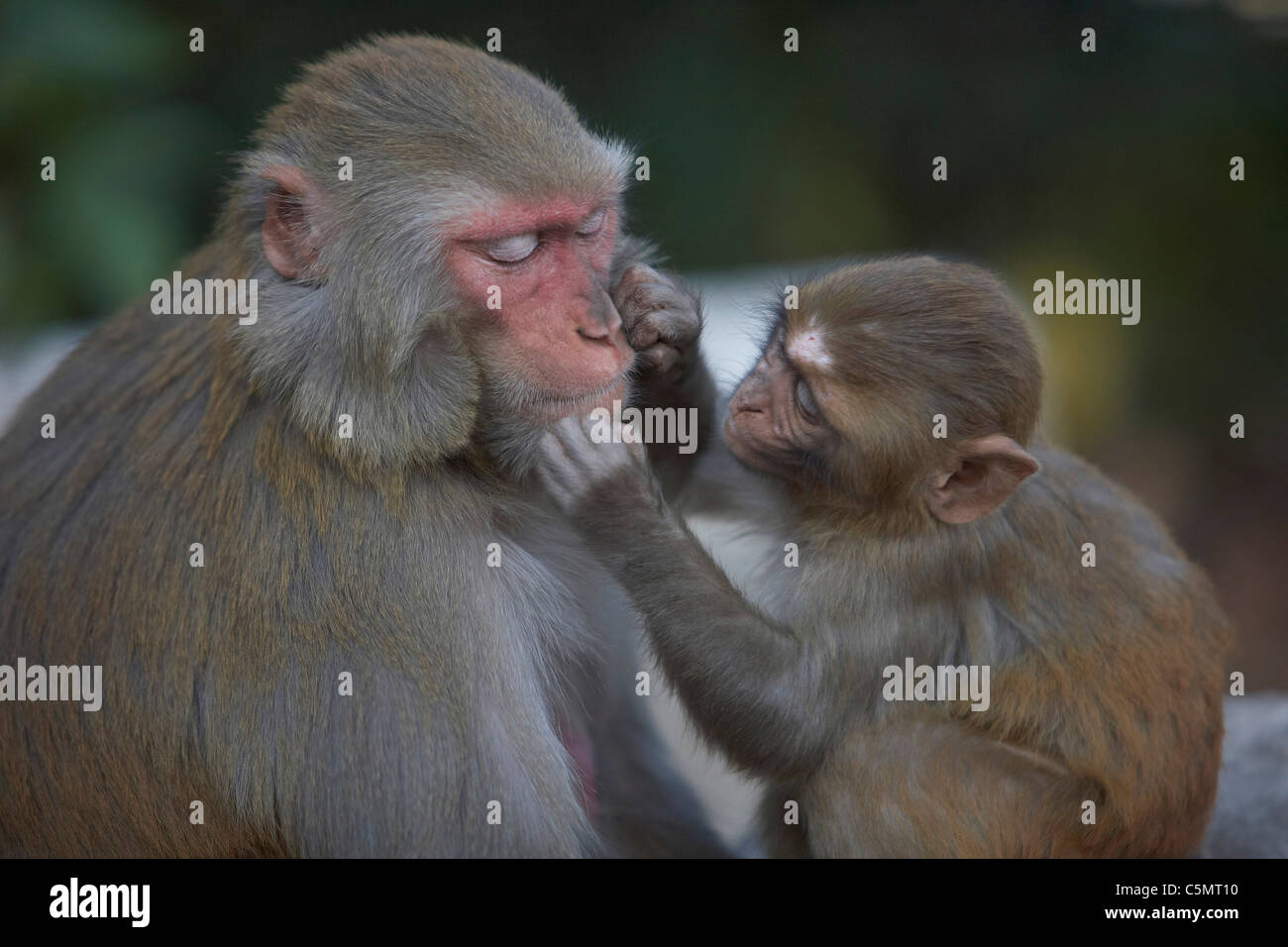 Baby Rhesus Macaque, Macaca mulatta monkey grooming its mother ...