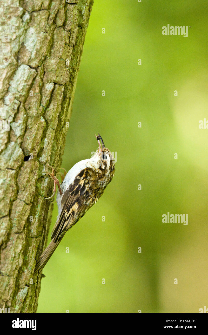 Treecreeper bringing food to nest Stock Photo - Alamy