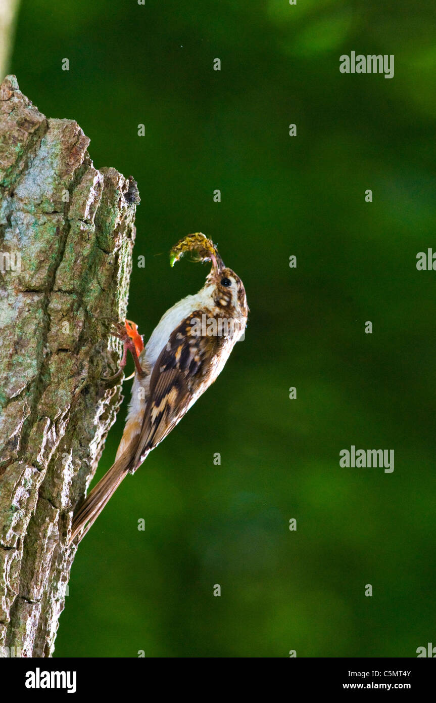 Treecreeper bringing food to nest Stock Photo - Alamy