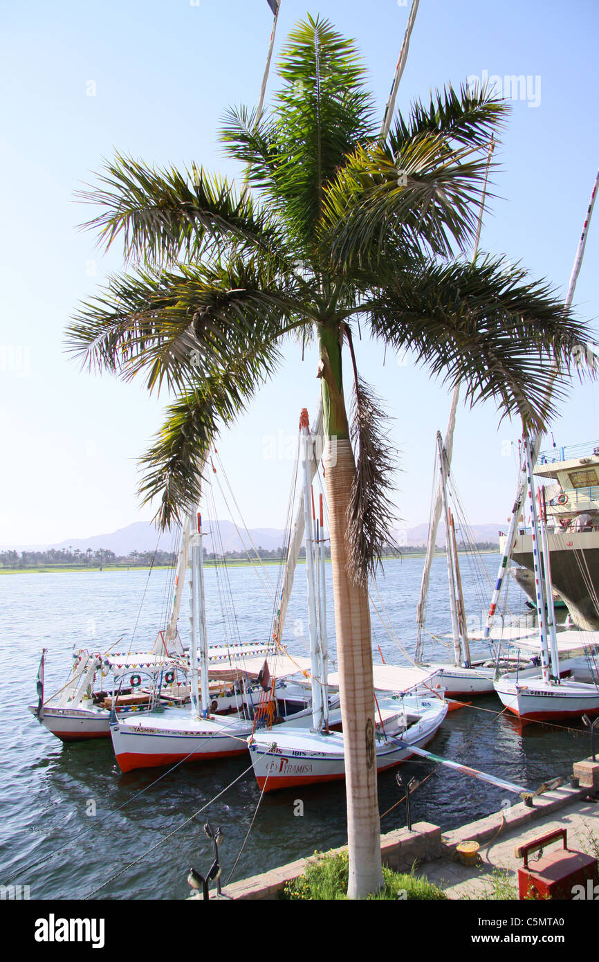 Egypt nile river desert tree hi-res stock photography and images - Alamy