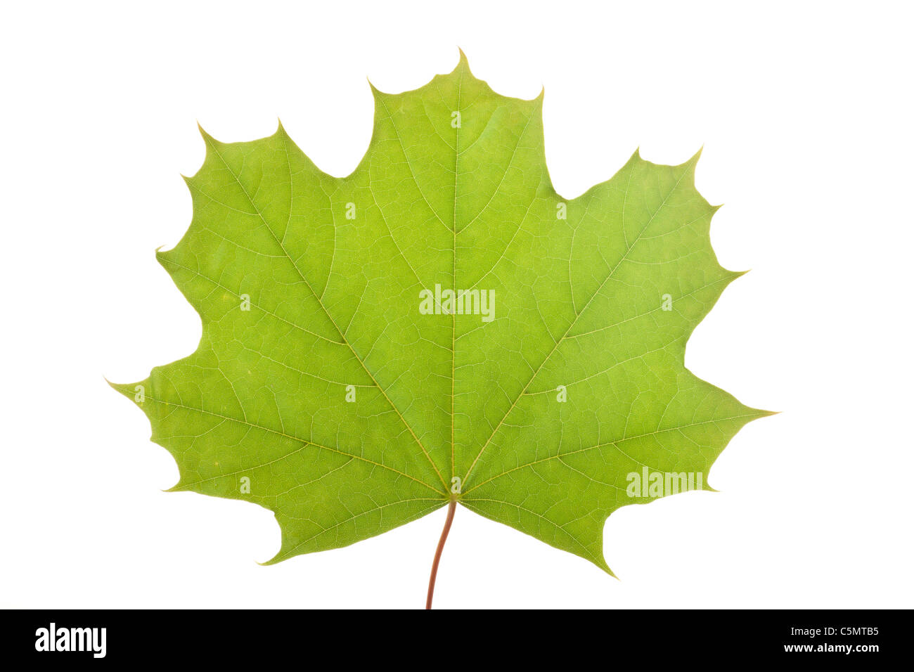 maple leaf isolated on white background Stock Photo - Alamy
