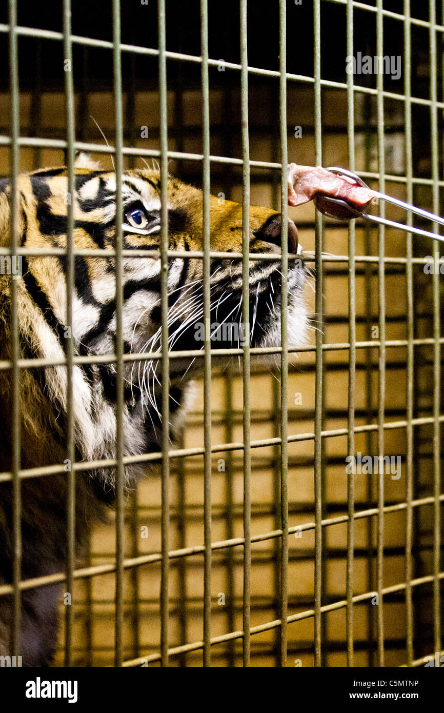 Tiger food zoo hi-res stock photography and images - Alamy