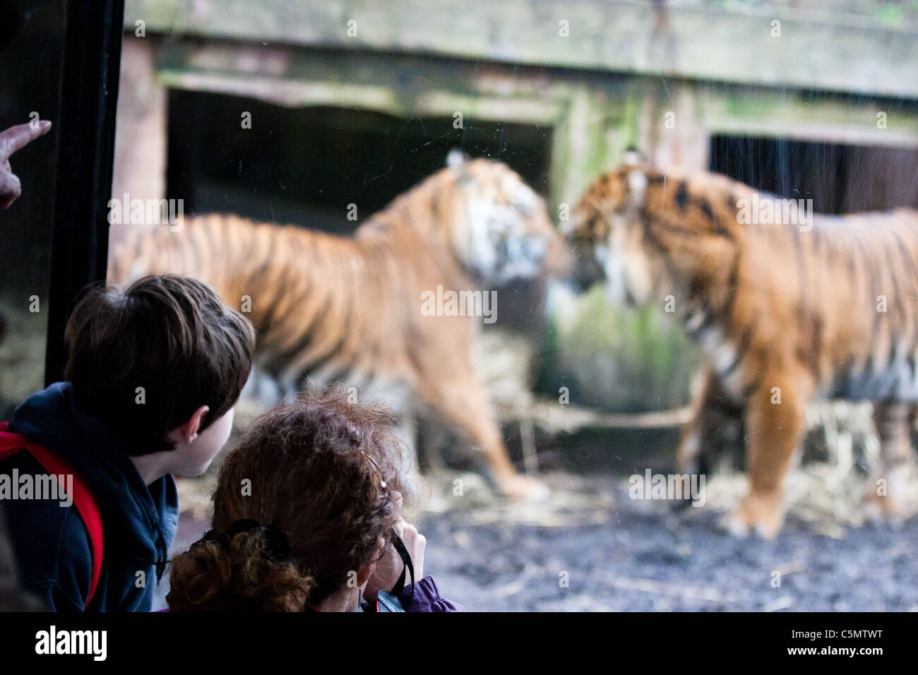 LONDON Children watch through the glass as ZSL London Zoo's Sumatran ...