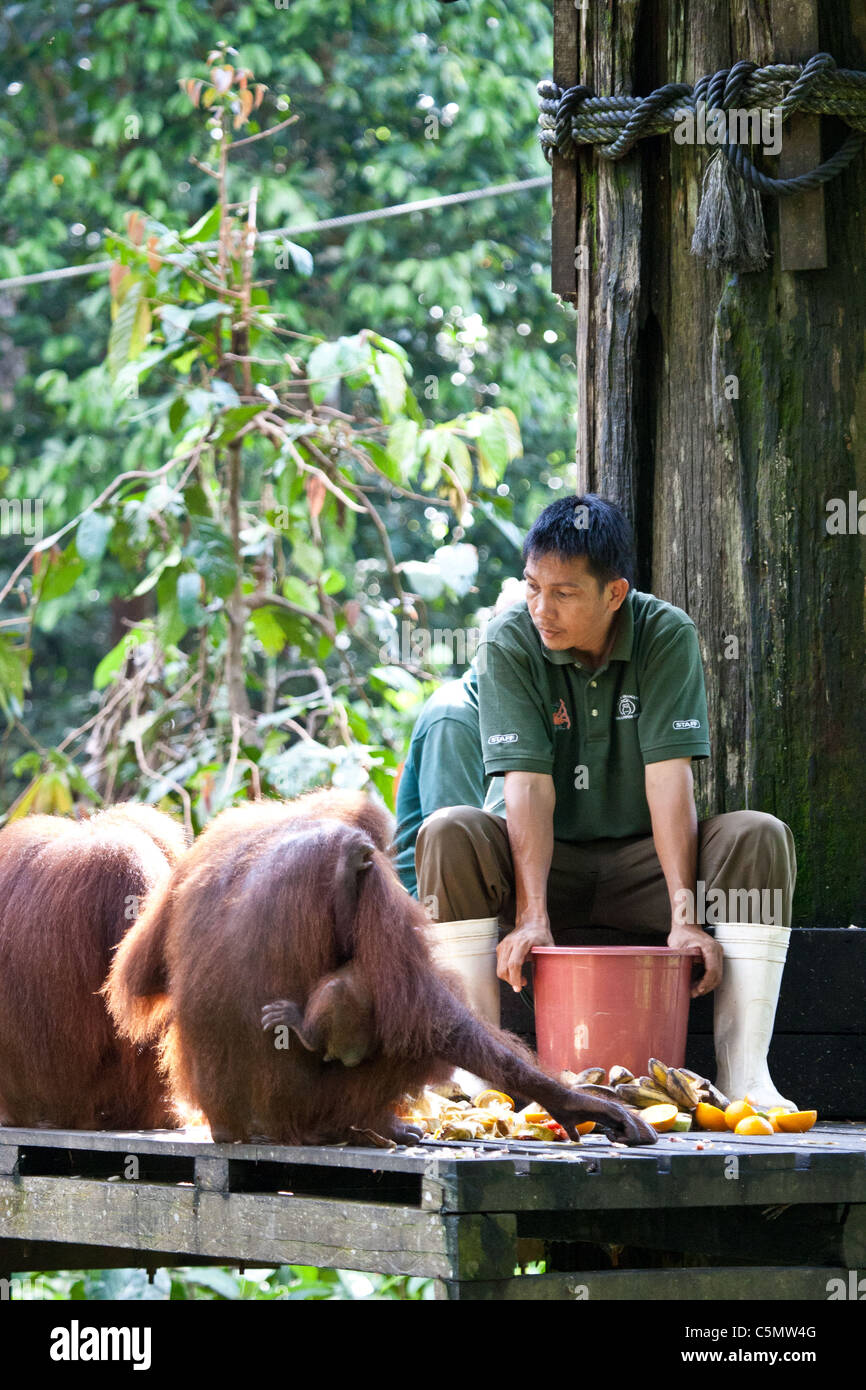 SABAH, MALAYSIAN BORNEO A ranger watches as three orangutans (Pongo ...