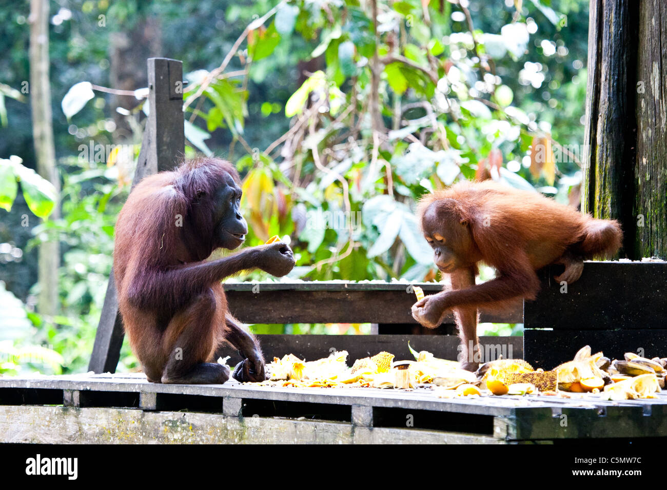 SABAH, MALAYSIAN BORNEO Rony (right), a seven-year-old orangutan (Pongo ...
