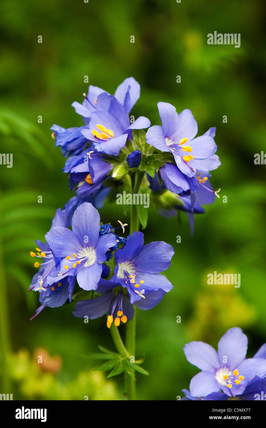 Jacobs flower hi-res stock photography and images - Alamy