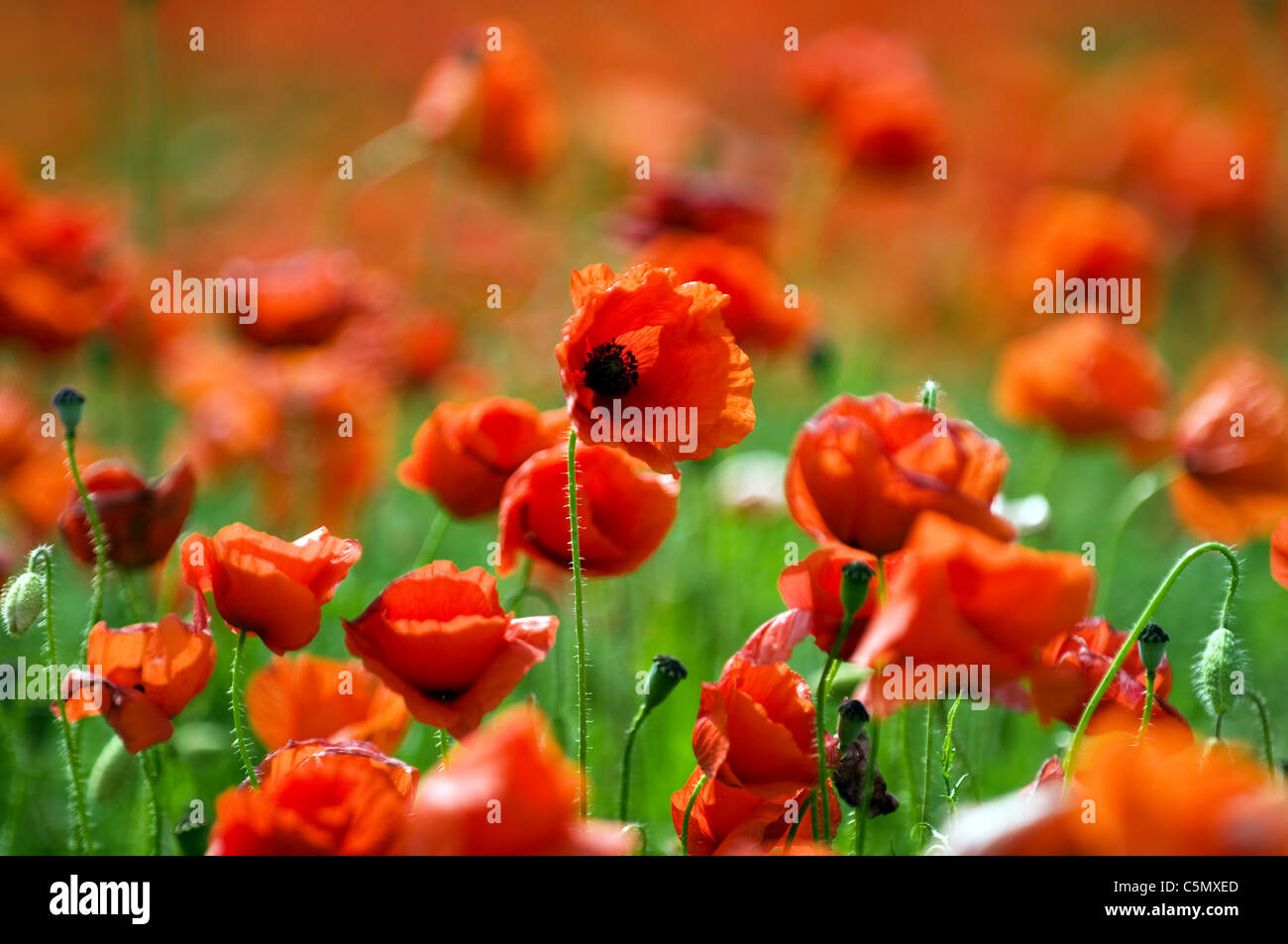 Poppy Field in the East Midlands Stock Photo - Alamy