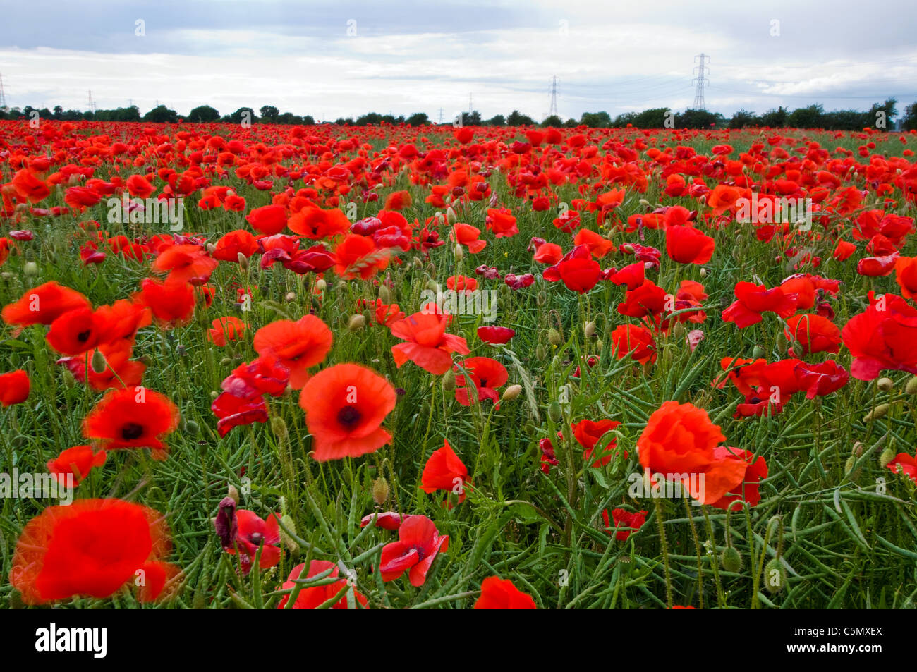Poppy Field in the East Midlands Stock Photo - Alamy