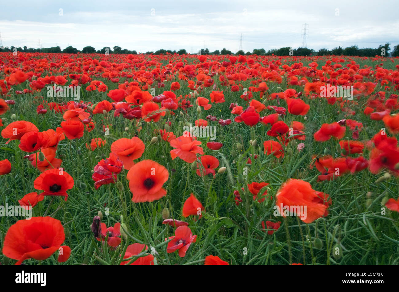 Poppy Field in the East Midlands Stock Photo - Alamy