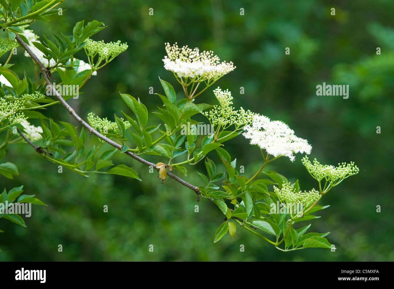 Elder flower hi-res stock photography and images - Alamy