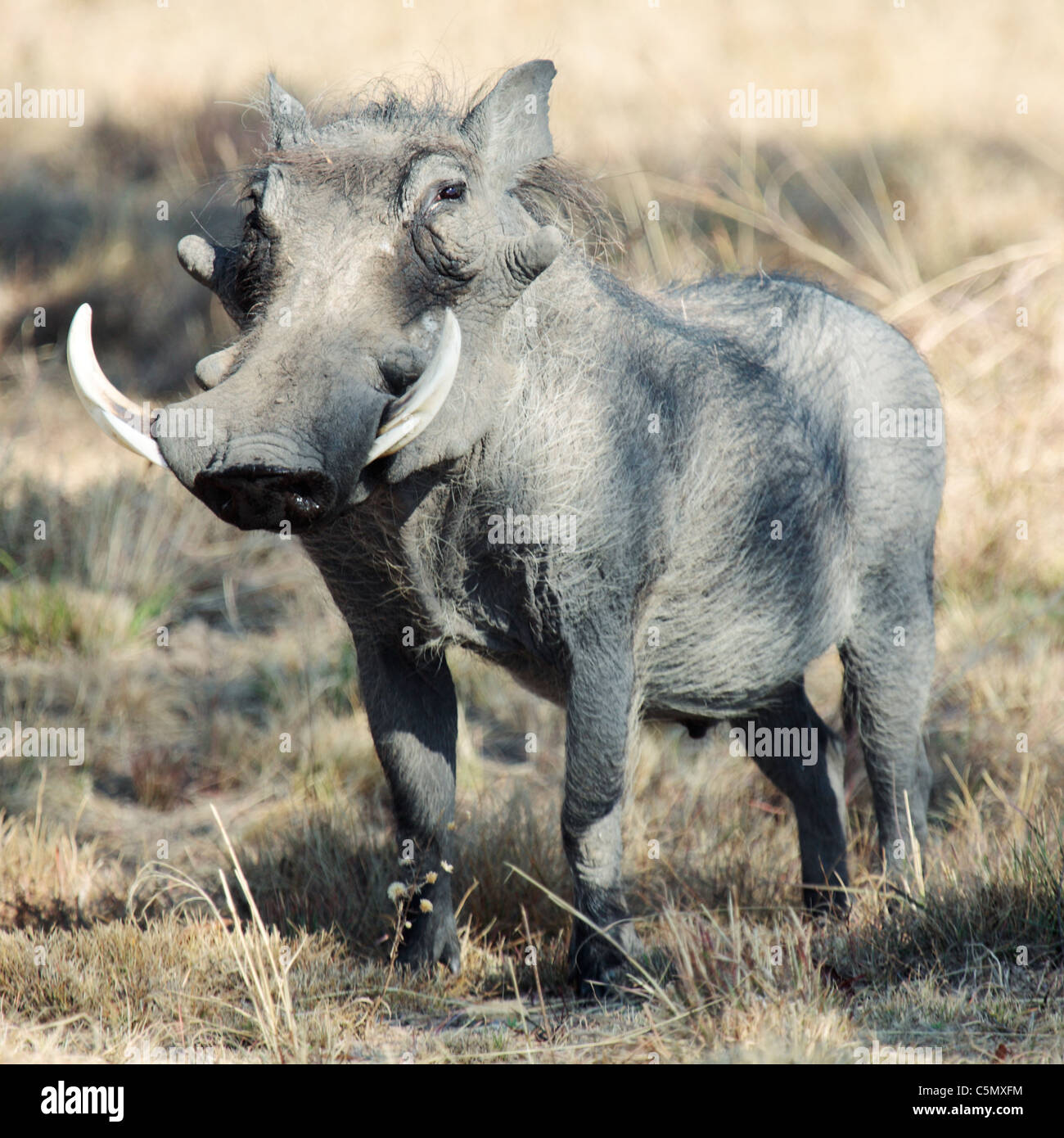 Phacochoerus africa hi-res stock photography and images - Alamy