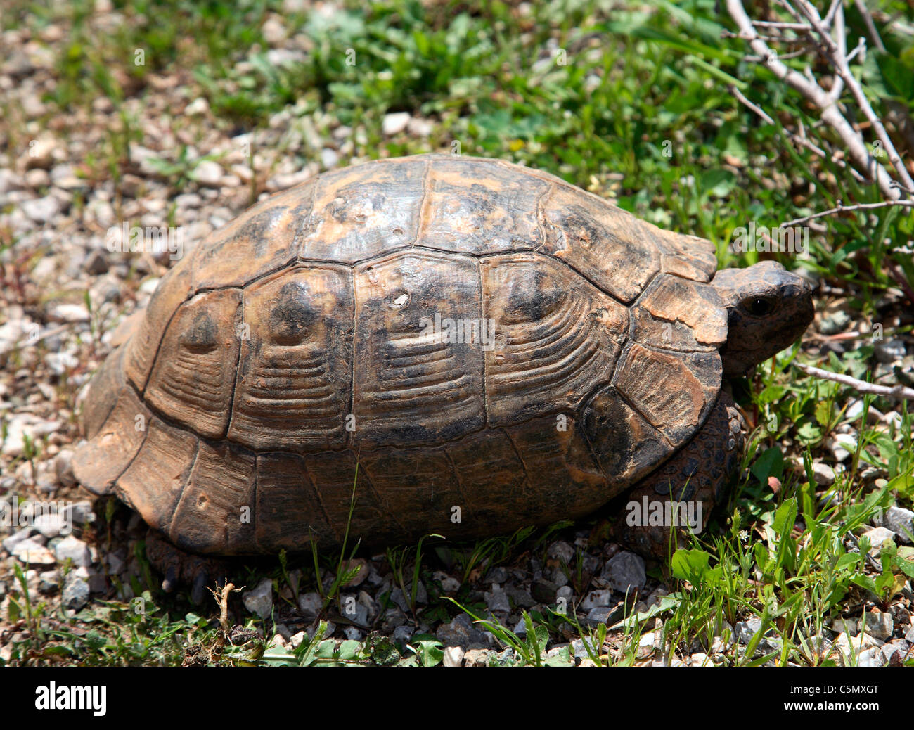 Tortoise protection hi-res stock photography and images - Alamy