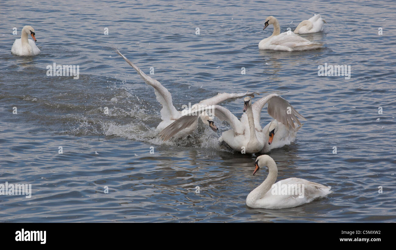 Seven swans a swimming hi-res stock photography and images - Alamy