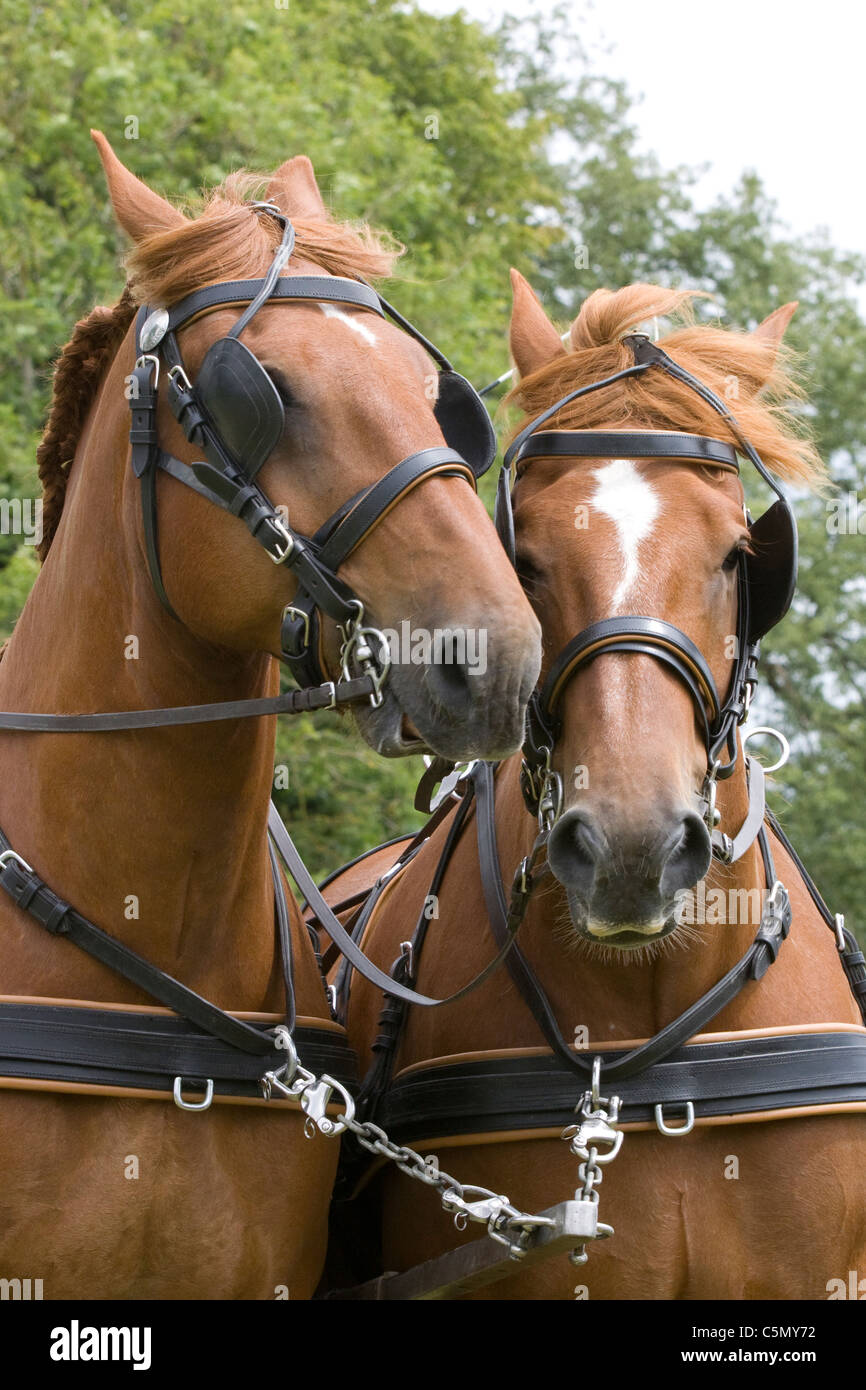 Percheron breed of draft horses that originated in the Perche valley in ...