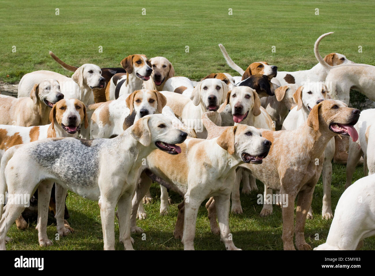 Working hound breeds hi-res stock photography and images - Alamy