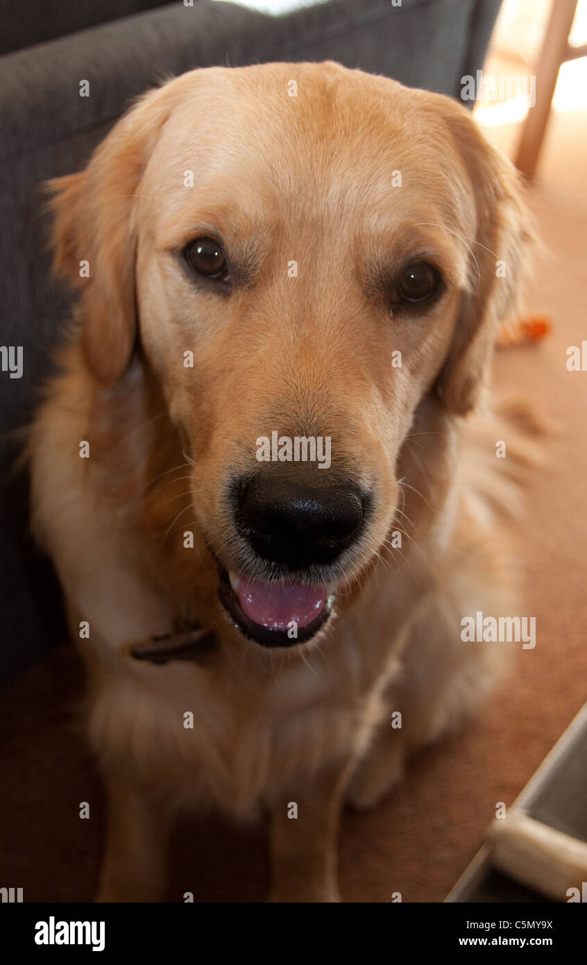 One year old golden retriever hi-res stock photography and images - Alamy