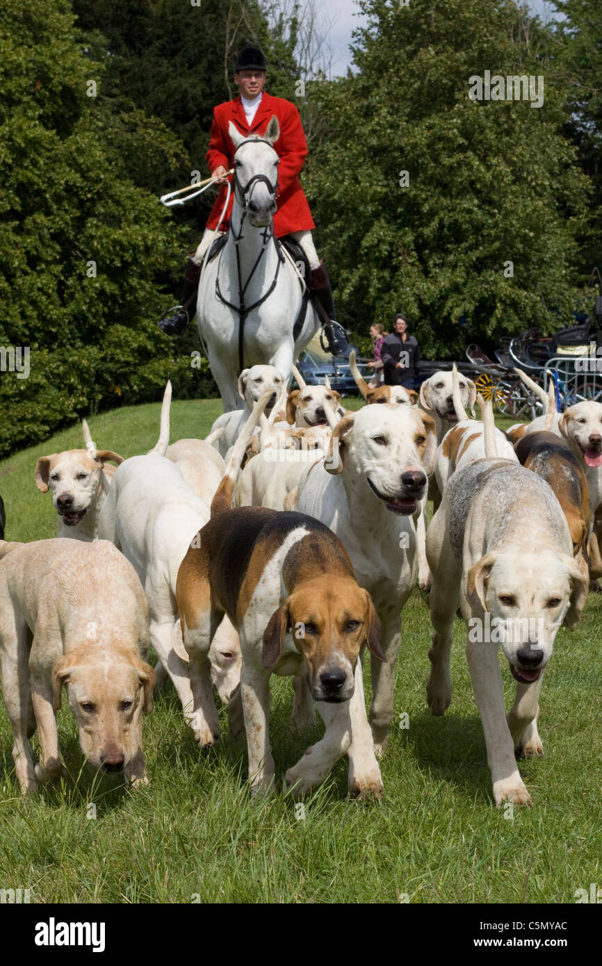 Master Foxhounds High Resolution Stock Photography and Images - Alamy