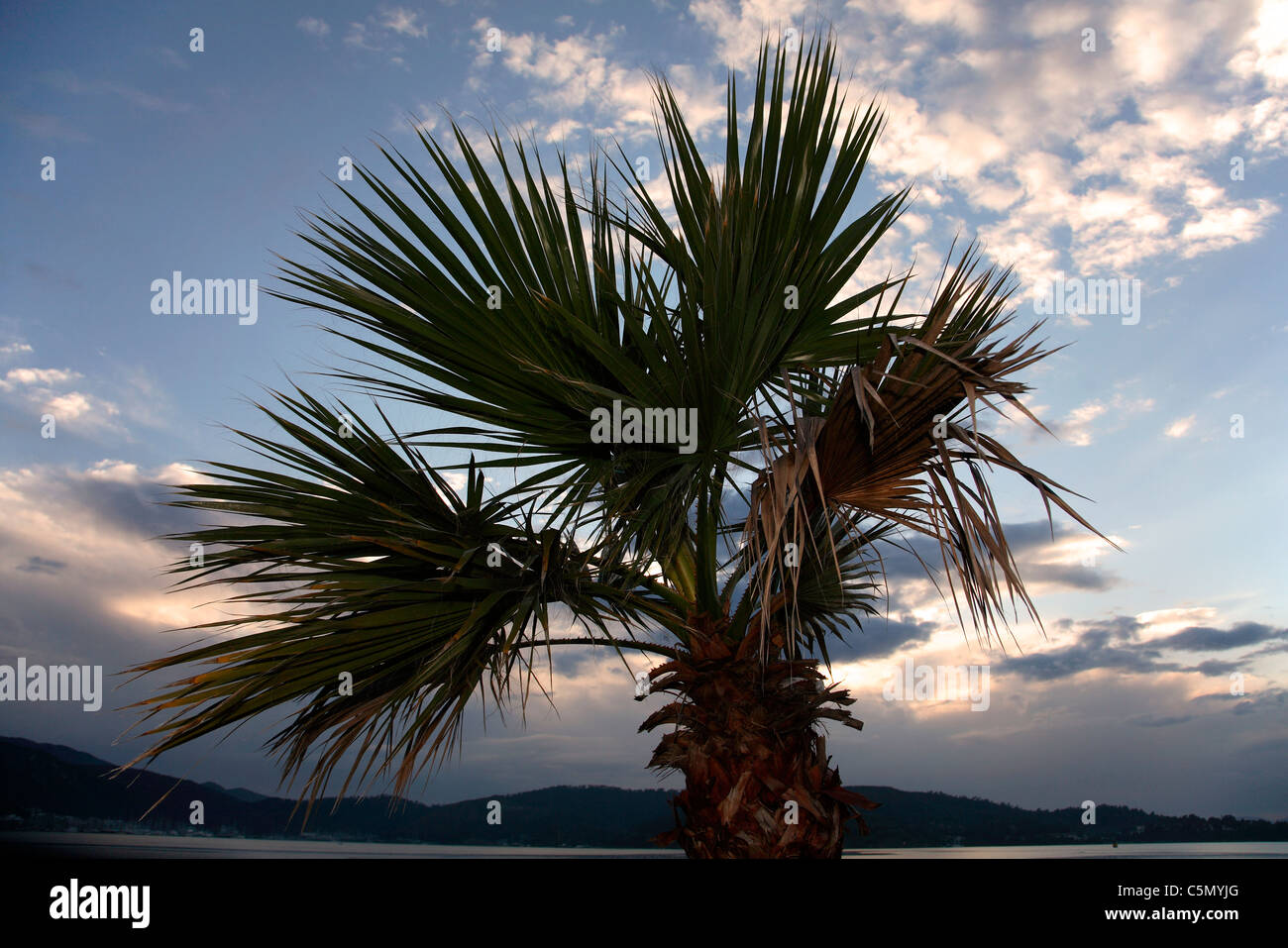 Fethiye palm tree Stock Photo - Alamy