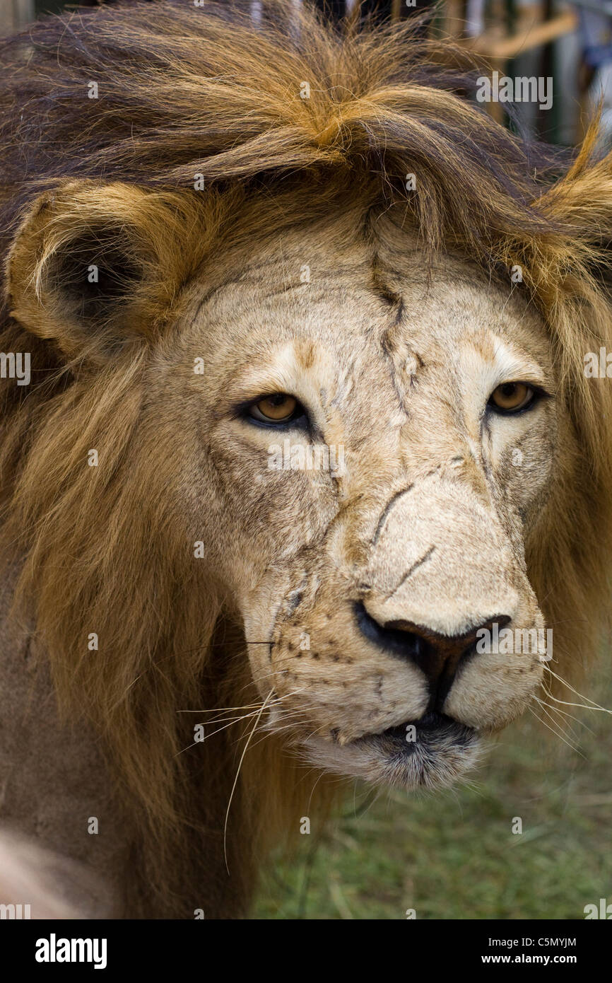 Taxidermy Lion