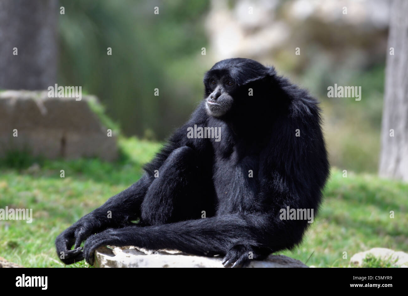 Siamang monkey hi-res stock photography and images - Alamy