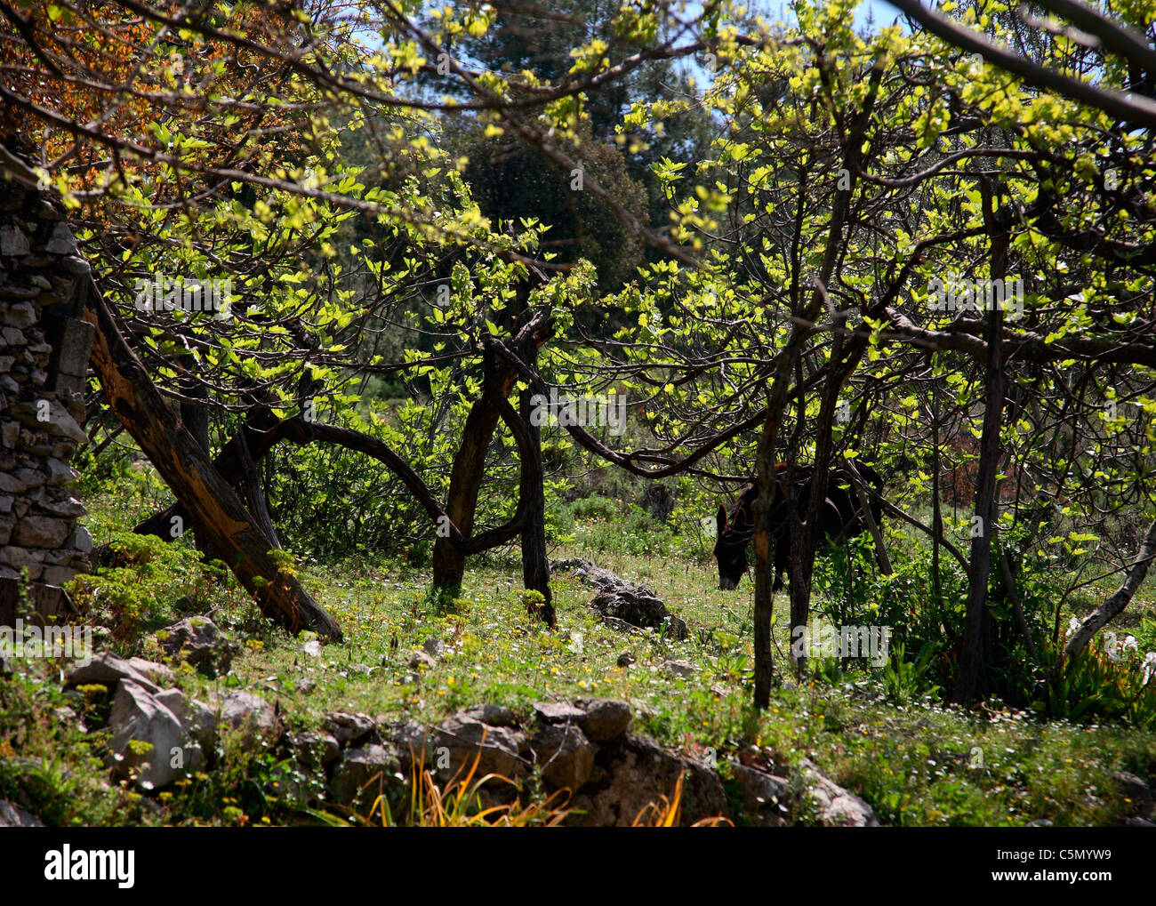 Turkey mule in field Stock Photo - Alamy
