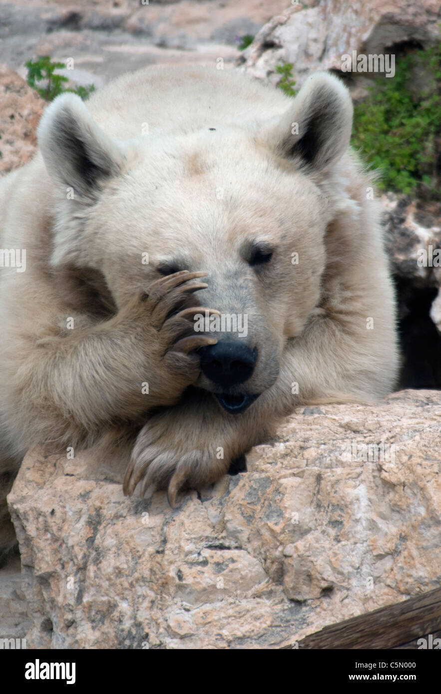 Syrian brown bear ursus syriacus hi-res stock photography and images ...
