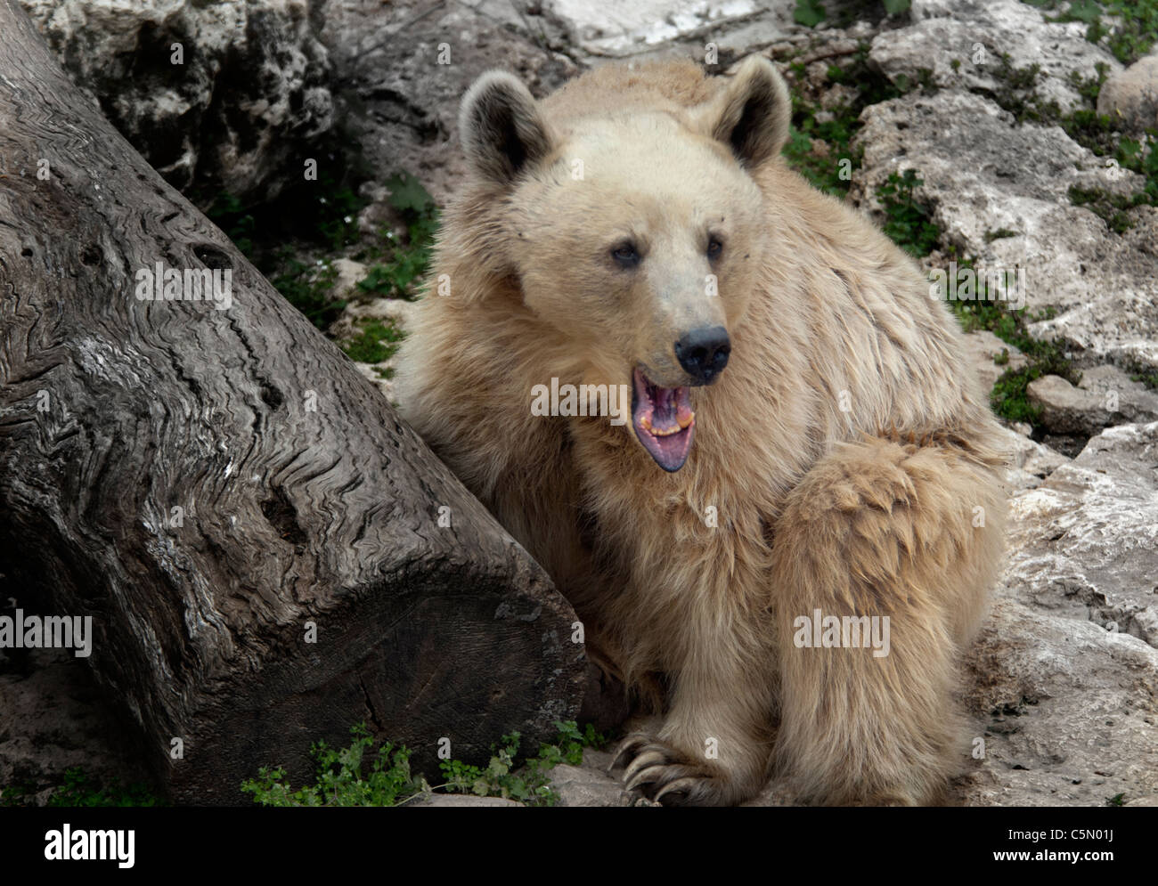 Syrian Brown Bear (Ursus arctos syriacus )in the Jerusalem Biblical Zoo ...