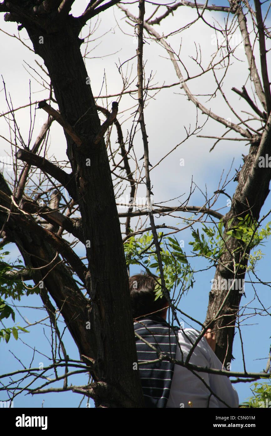 man person sitting in tree with blue sky Stock Photo - Alamy