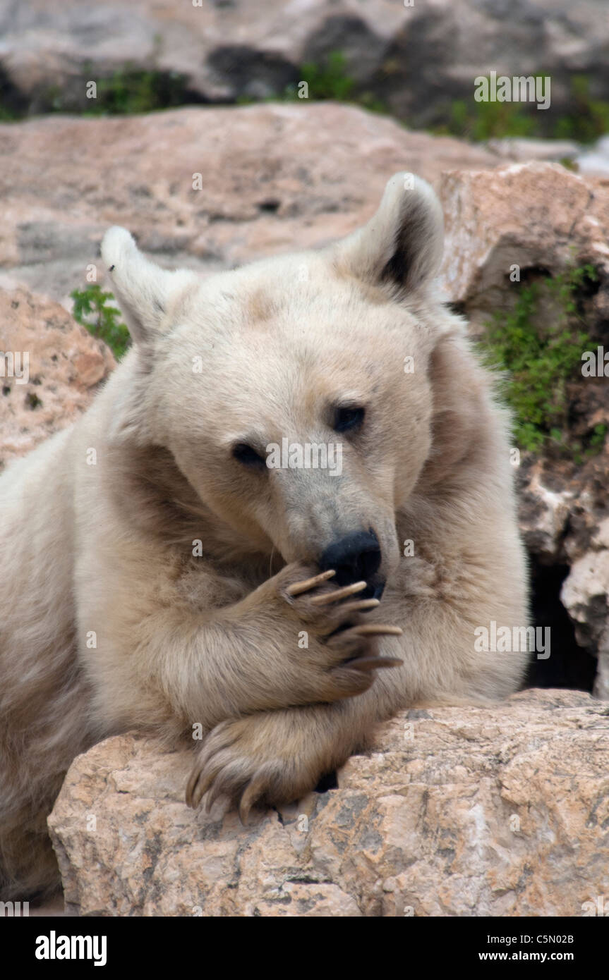 Syrian Brown Bear (Ursus arctos syriacus )in the Jerusalem Biblical Zoo ...