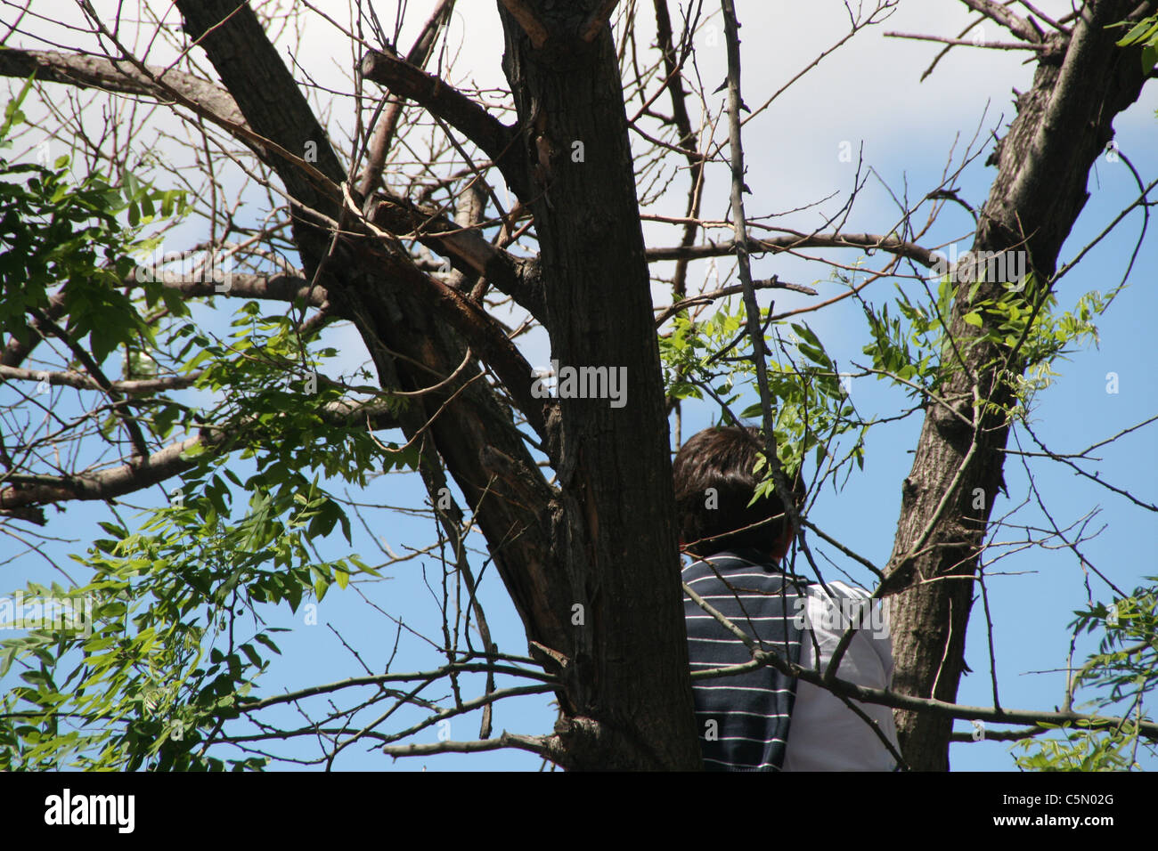 man person sitting in tree with blue sky Stock Photo - Alamy