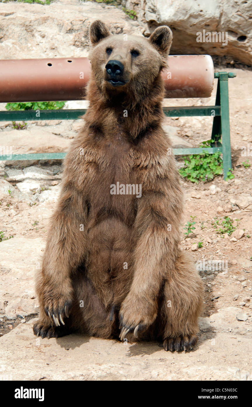 Israel jerusalem biblical zoo animals wildlife animal hi-res stock ...