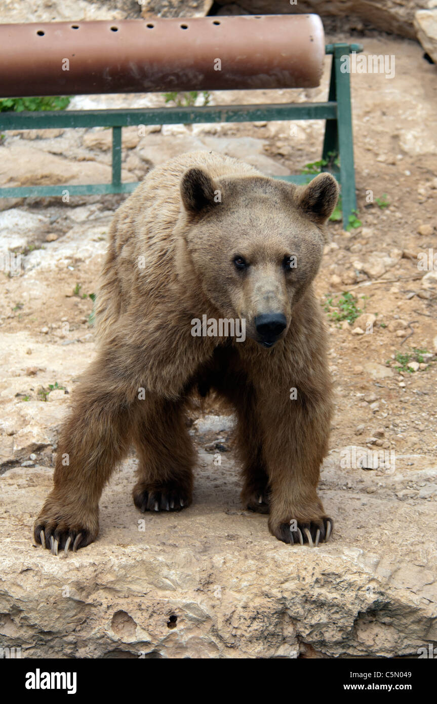 Syrian Brown Bear (Ursus arctos syriacus )in the Jerusalem Biblical Zoo ...