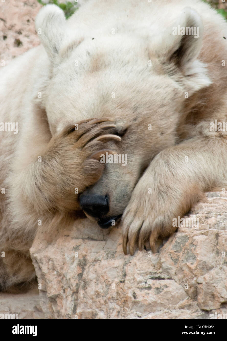 Syrian Brown Bear (Ursus arctos syriacus )in the Jerusalem Biblical Zoo ...