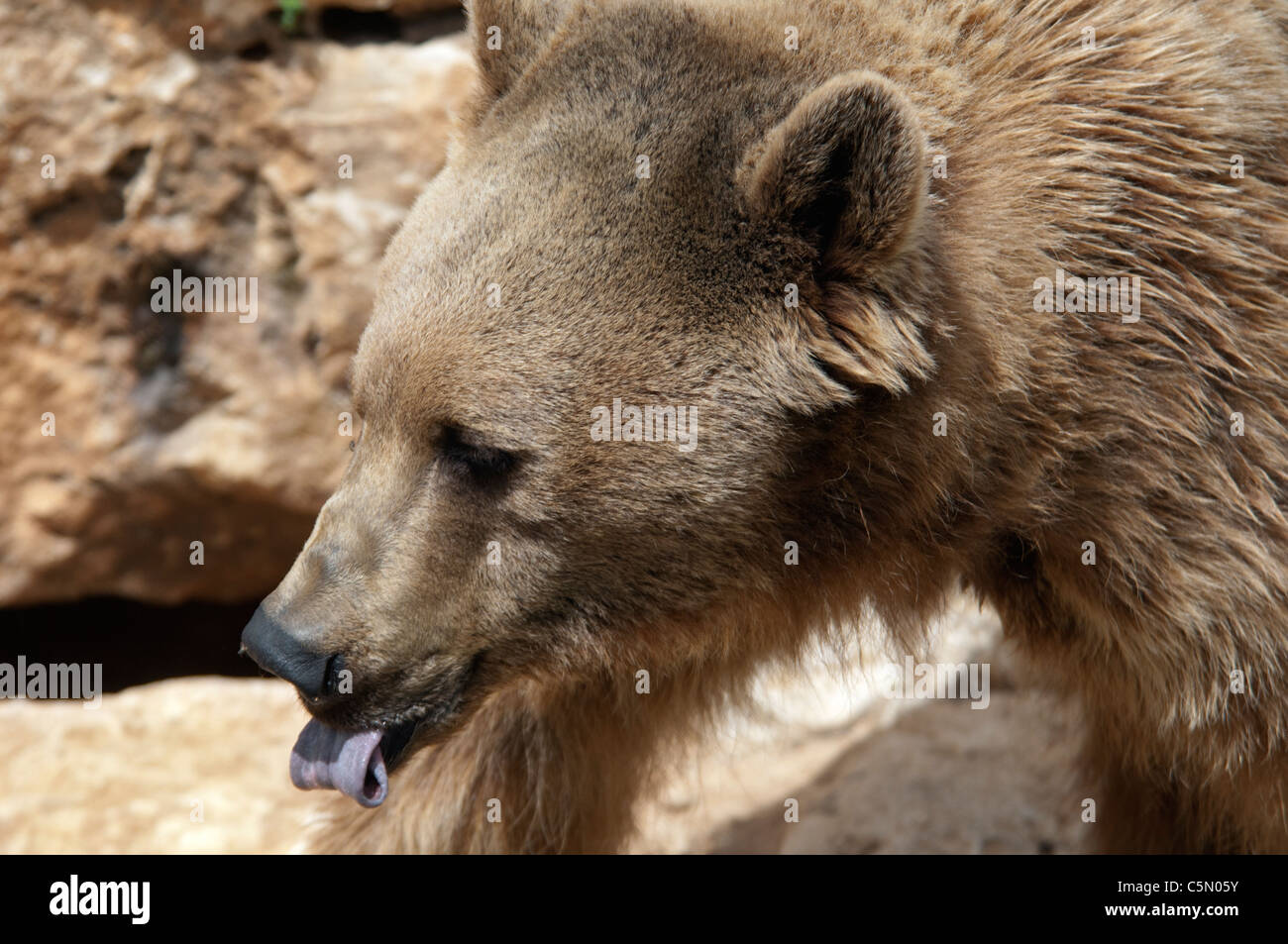 Syrian Brown Bear (Ursus arctos syriacus )in the Jerusalem Biblical Zoo ...