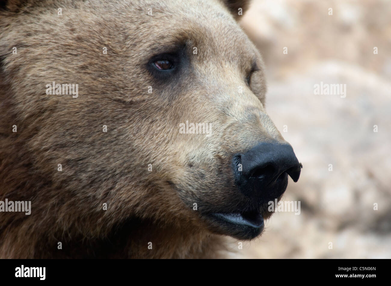Syrian Brown Bear (Ursus arctos syriacus )in the Jerusalem Biblical Zoo ...