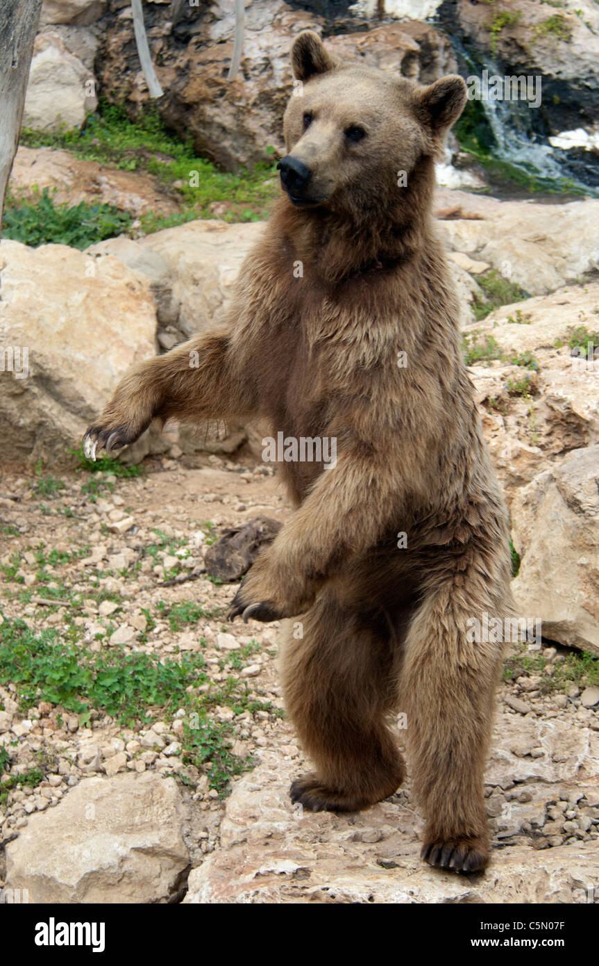 Syrian Brown Bear (Ursus arctos syriacus )in the Jerusalem Biblical Zoo ...