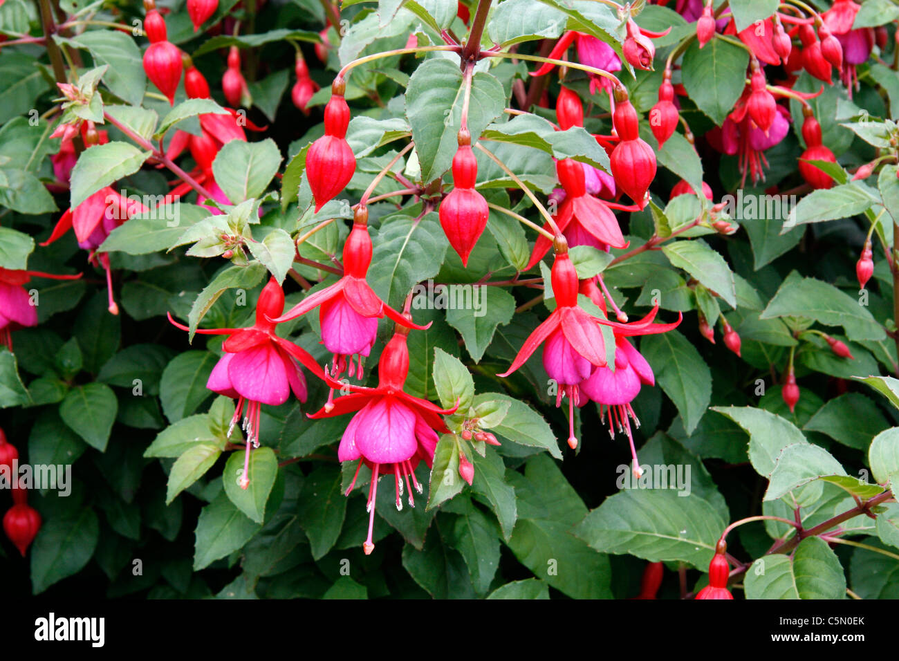 Fuchsia (Fuchsia sp). Perennial Stock Photo - Alamy