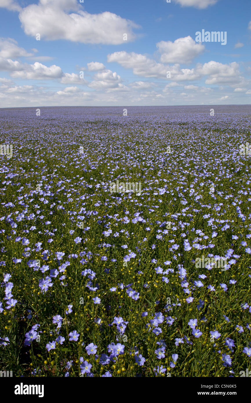 Linseed oil crop hi-res stock photography and images - Alamy