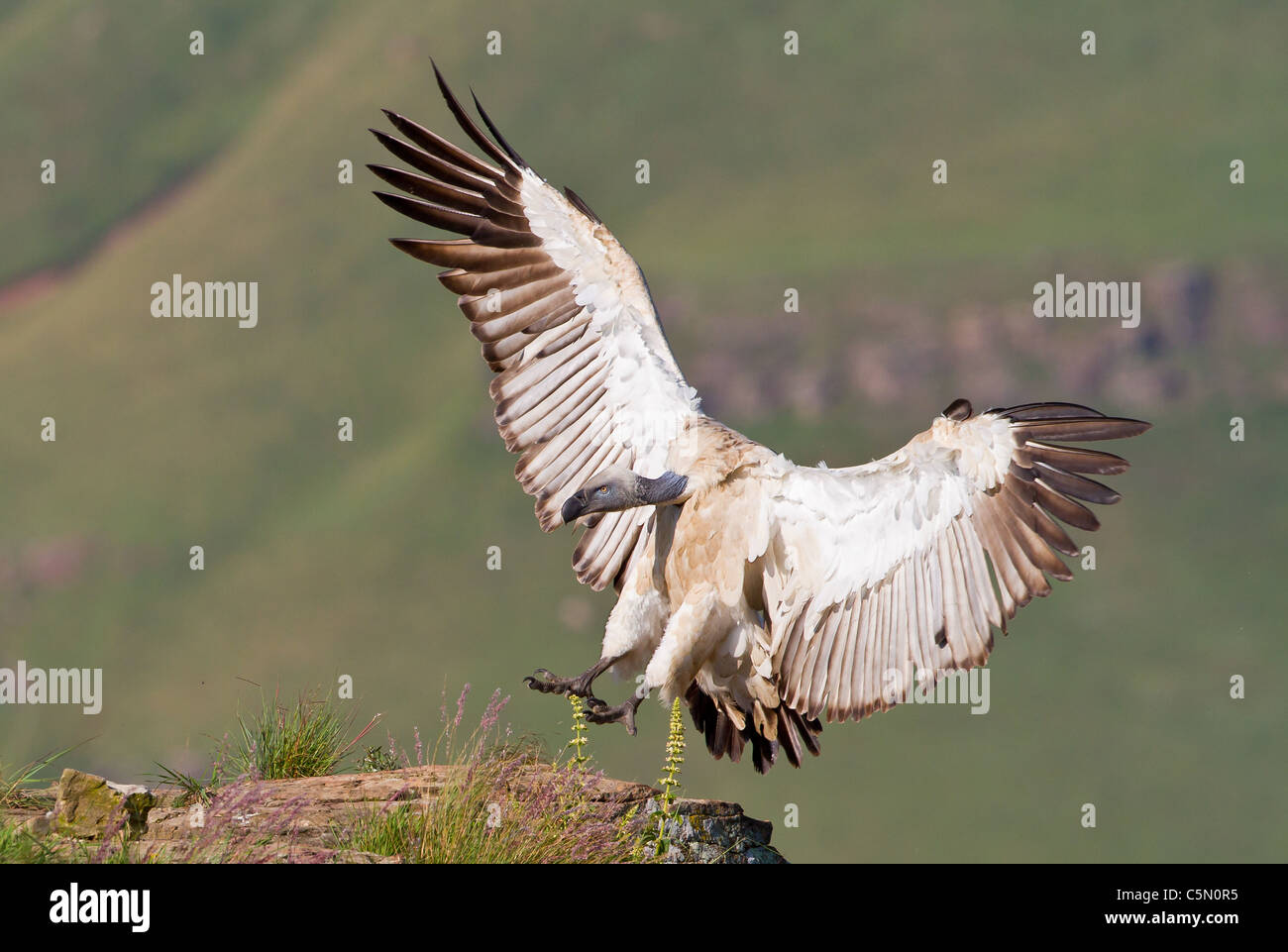 cape vulture in flight with spread wings Stock Photo - Alamy