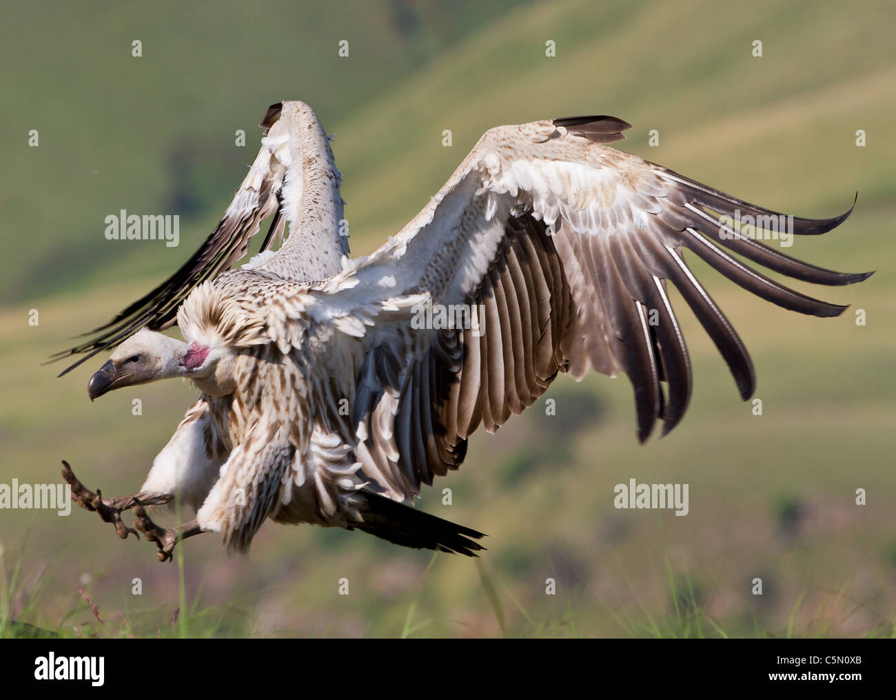 cape vulture in flight with spread wings Stock Photo - Alamy