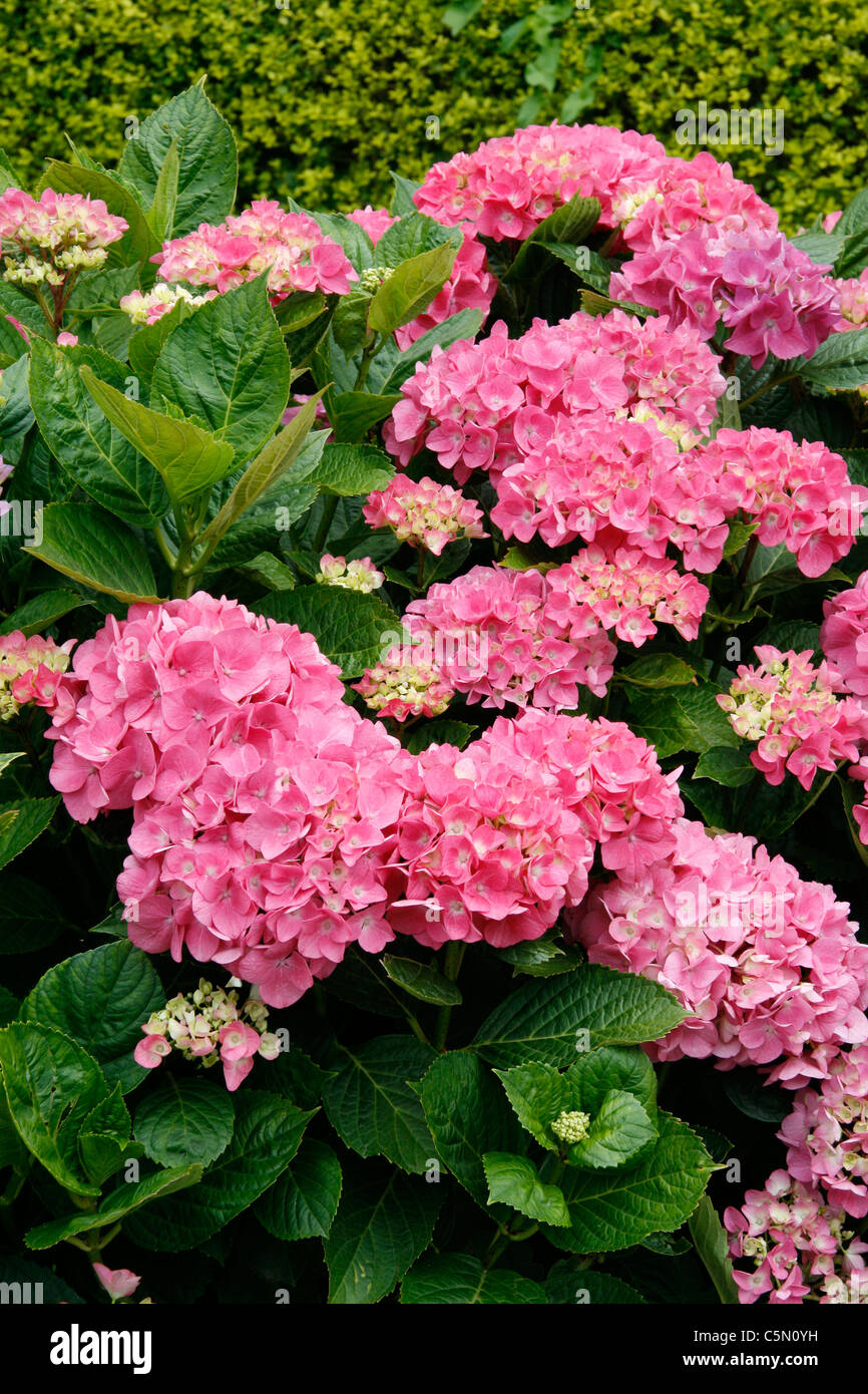 Hortensia (Hydrangea macrophylla Stock Photo - Alamy