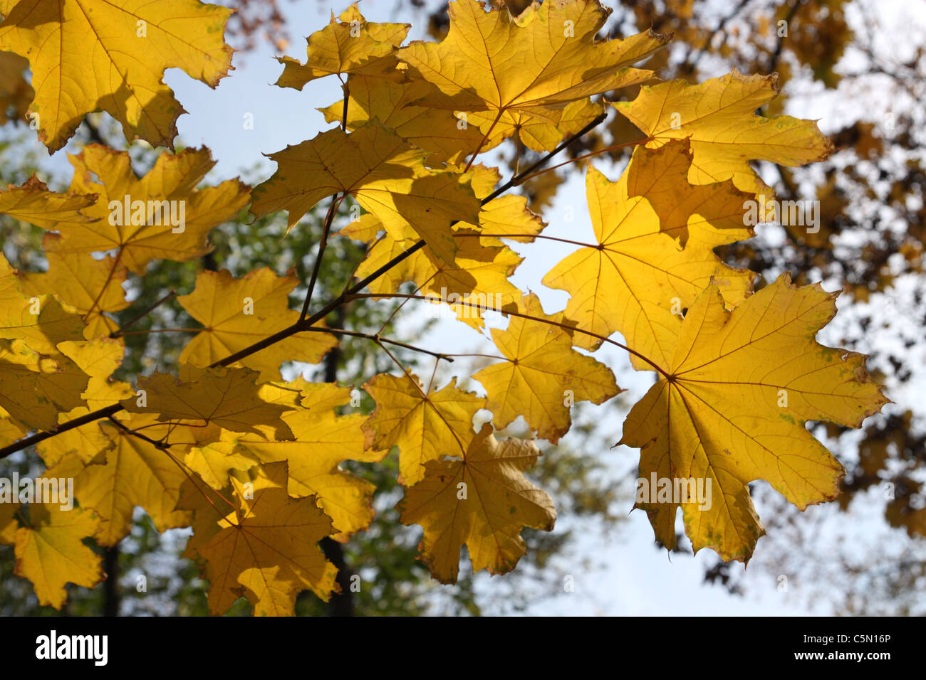 Tree branch yellow autumn leaves hi-res stock photography and images ...