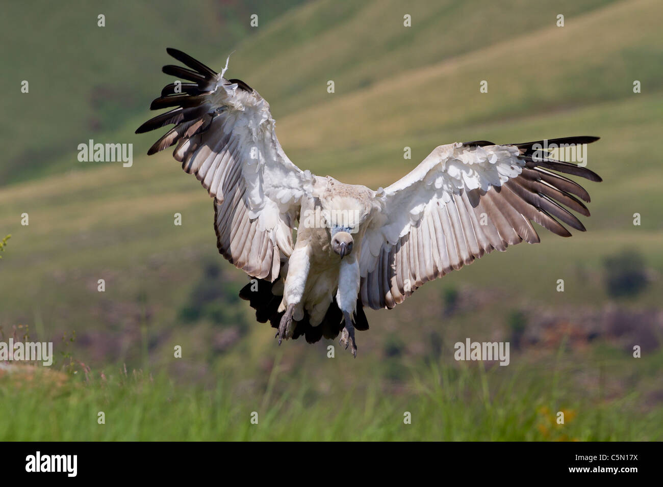 cape vulture in flight with spread wings Stock Photo - Alamy