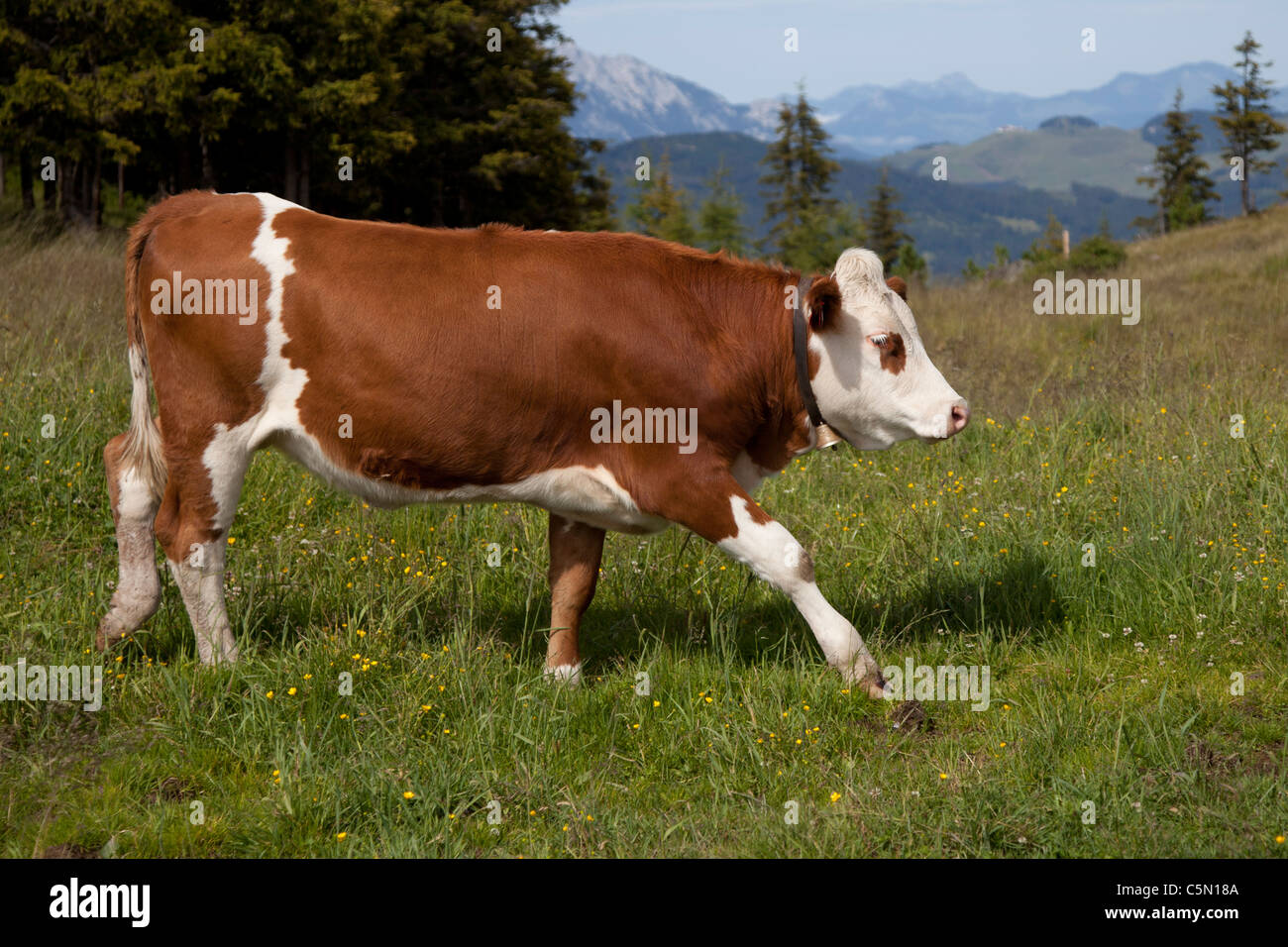 Alpine cow with bell hi-res stock photography and images - Alamy