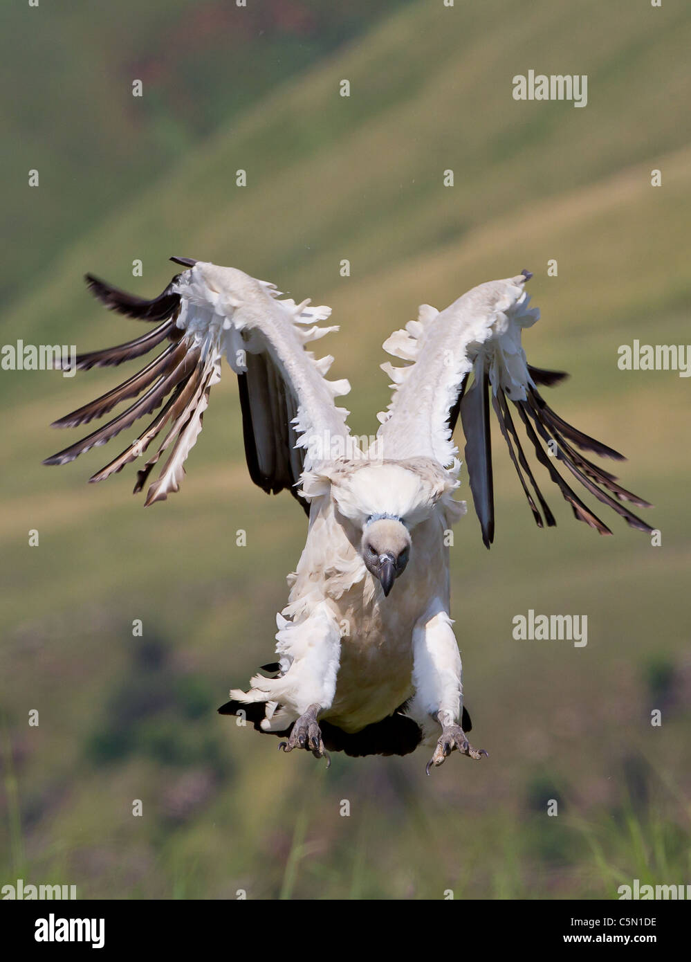 cape vulture in flight with spread wings Stock Photo - Alamy