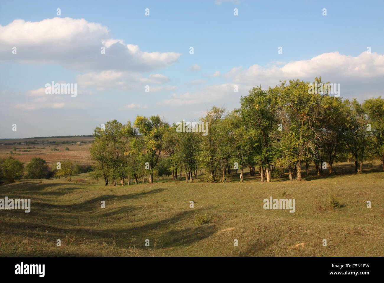 Landscape. Edge of deciduous forest and sky with clouds Stock Photo - Alamy