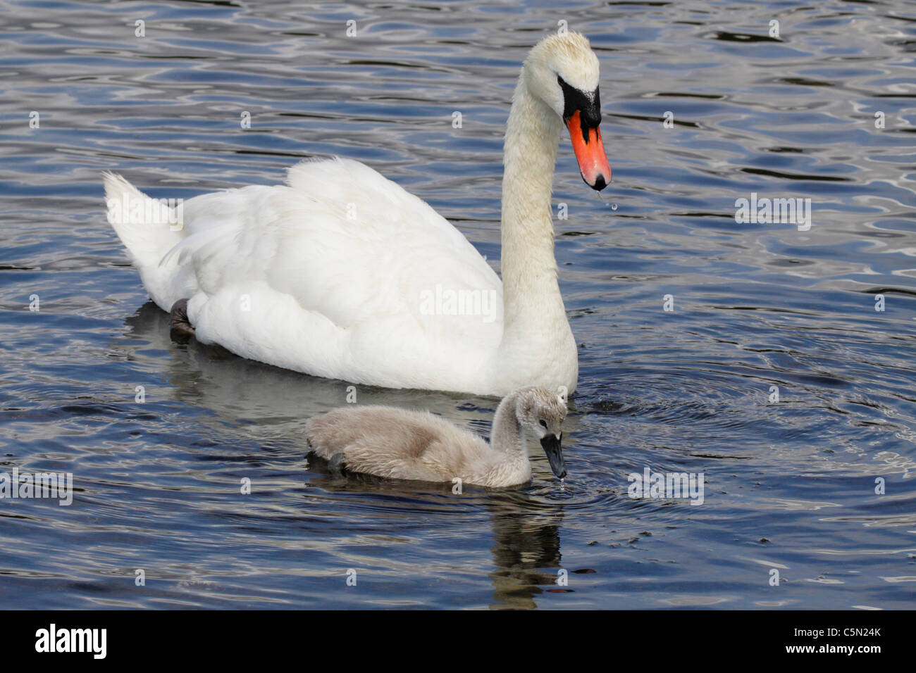 Cygnet with parent hi-res stock photography and images - Alamy
