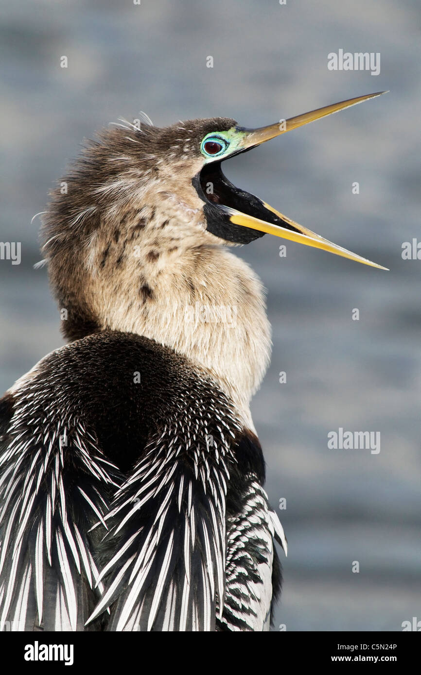 Anhinga nesting anhinga hi-res stock photography and images - Alamy