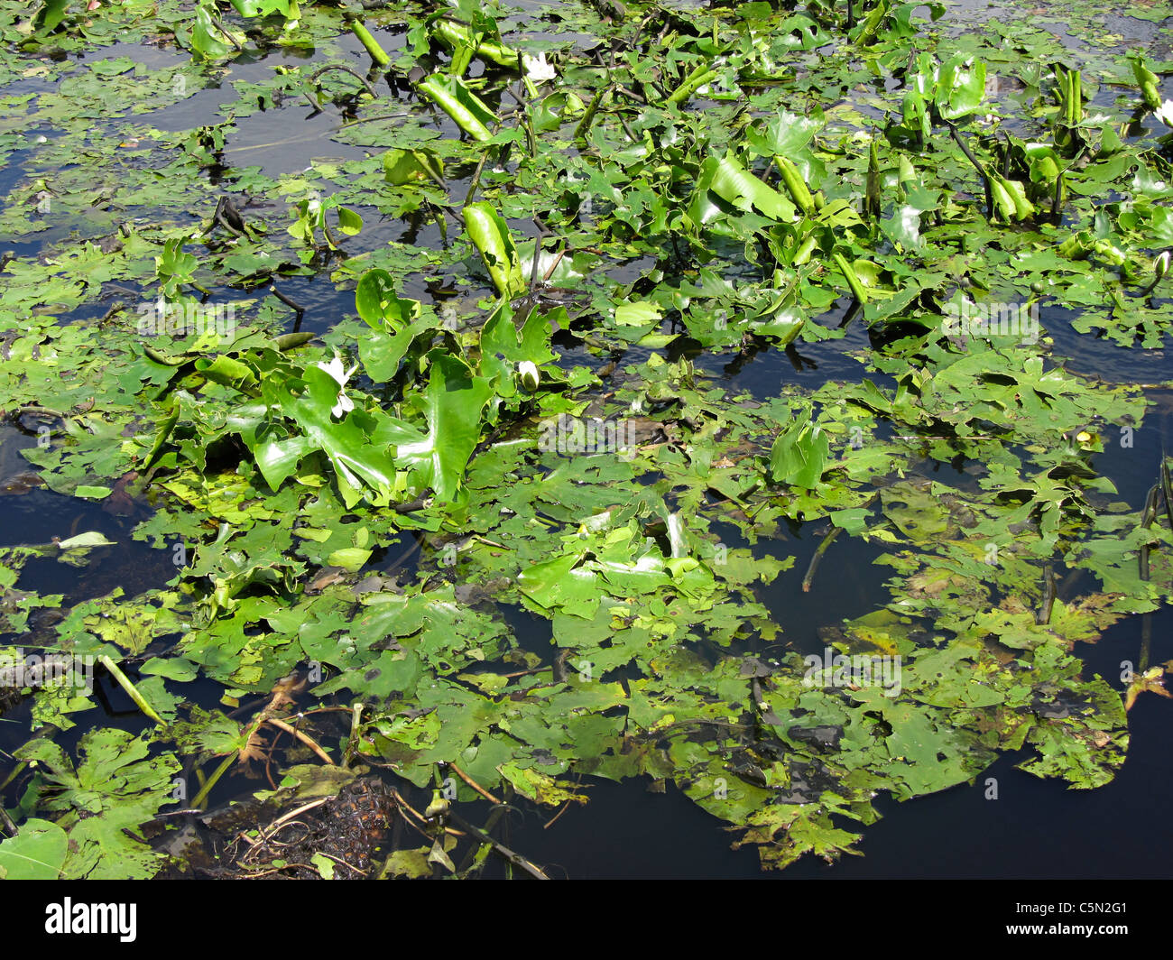 Damaged wetland hi-res stock photography and images - Alamy