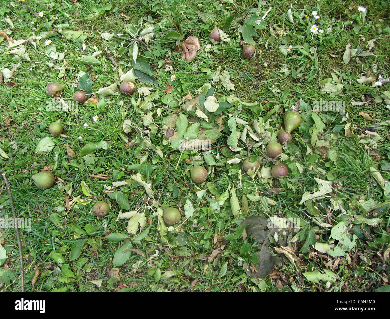 Pear tree damage hi-res stock photography and images - Alamy
